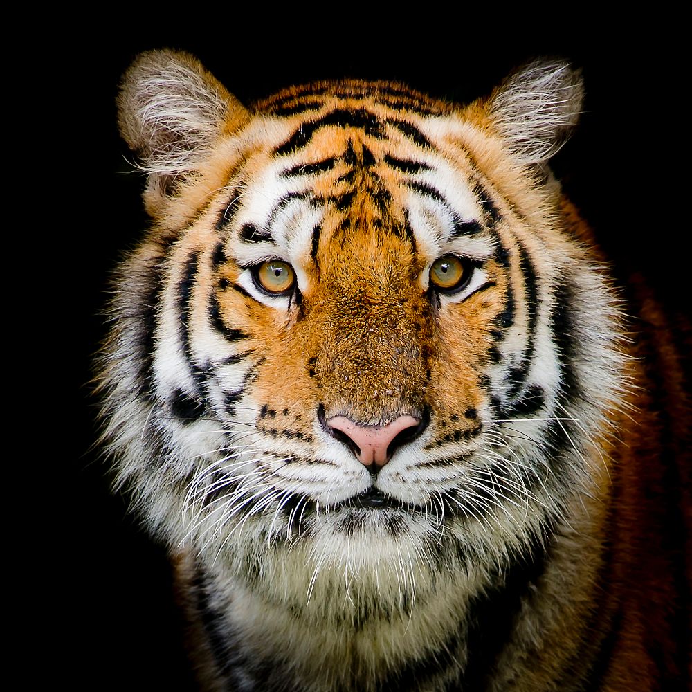 Tiger Spirit Animal: What Does a Tiger Symbolize?