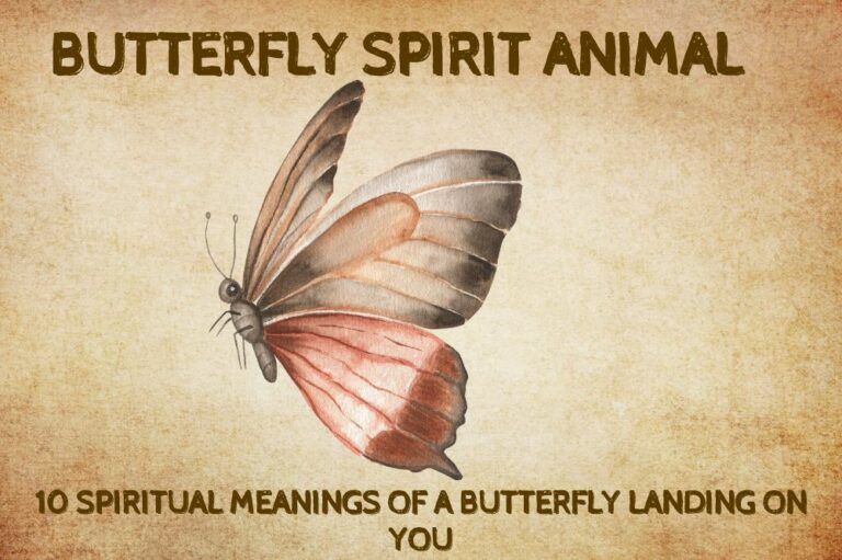 10 Spiritual Meanings Of A Butterfly Landing On You