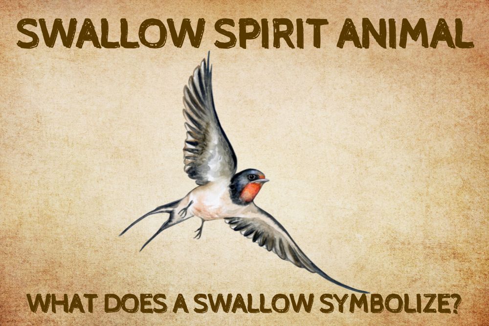 Swallow Spirit Animal: What Does a Swallow Symbolize?