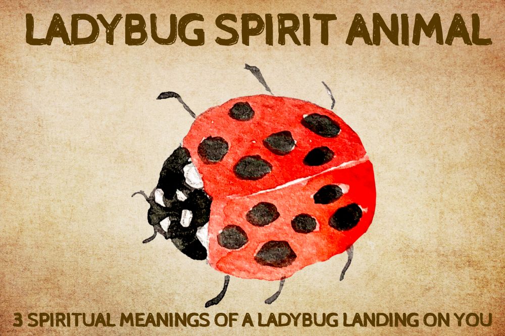 8 Spiritual Meanings of Animals Drawn To You