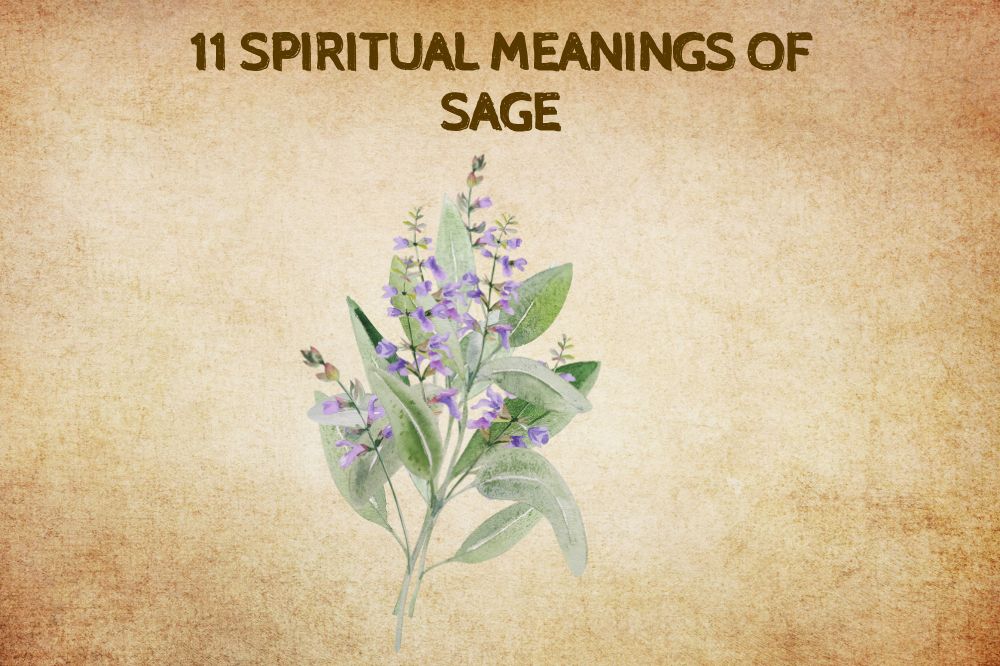 11 Spiritual Meanings of Sage